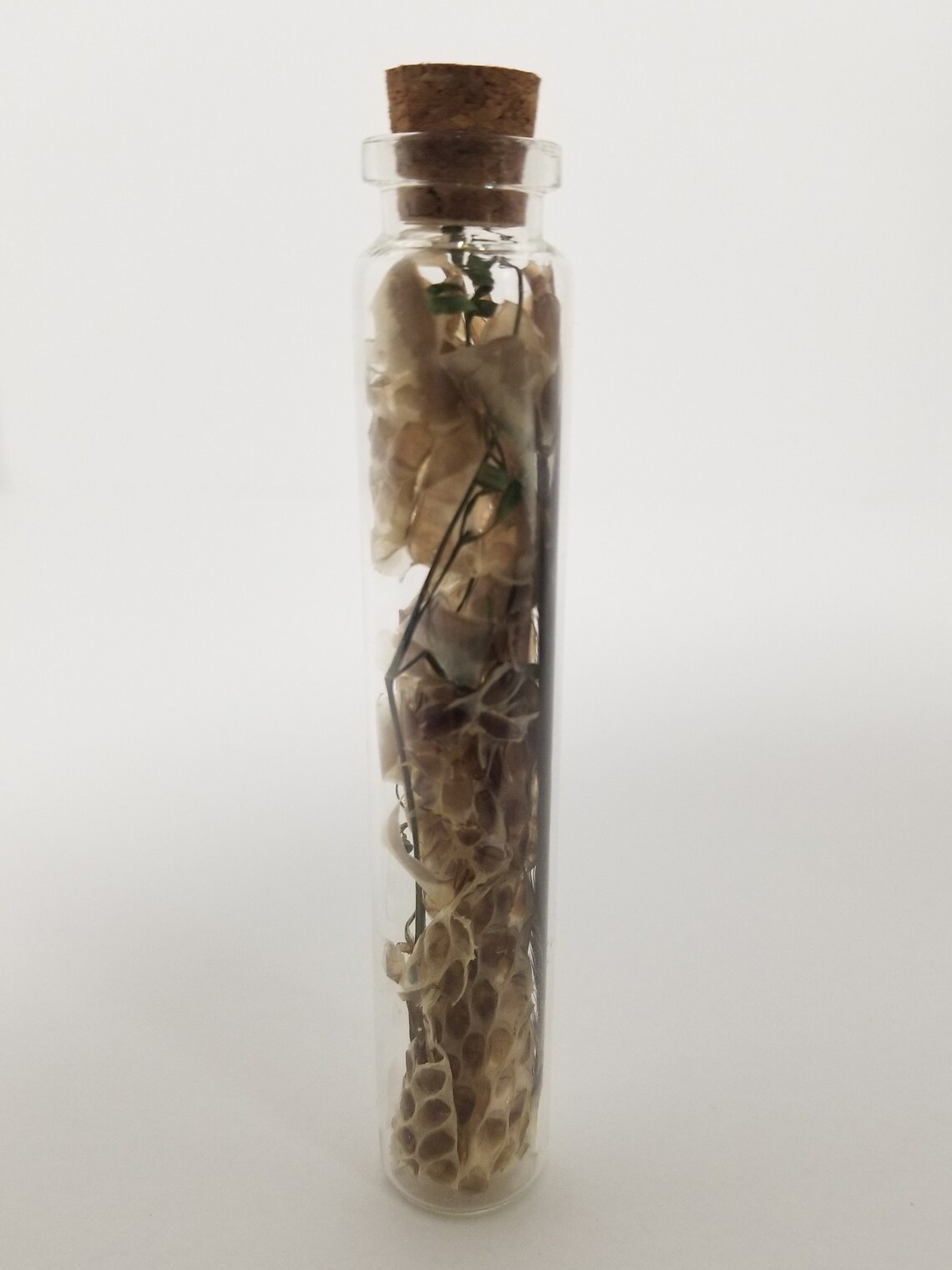 Tiny Jars Oddity Decor Bones in Jar Terrarium Curio | Etsy