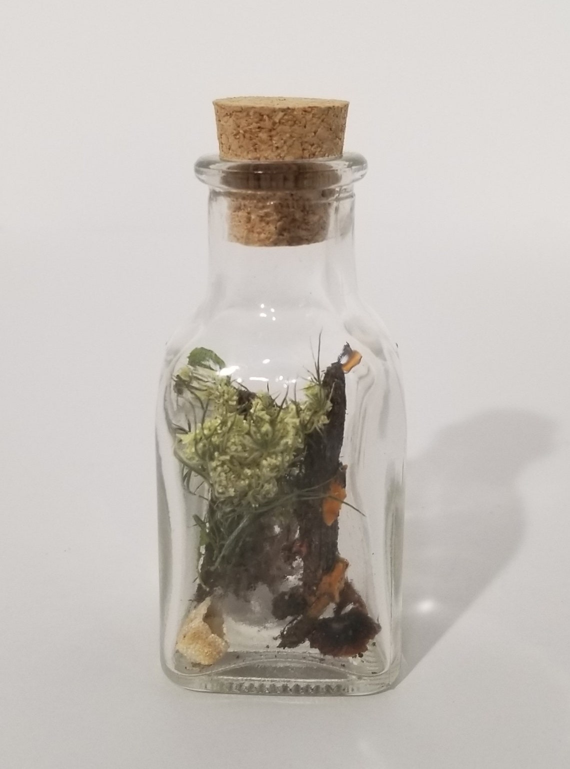 Tiny Jars Oddity Decor Bones in Jar Terrarium Curio | Etsy