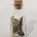Tiny Jars Oddity Decor Bones in Jar Terrarium Curio - Etsy