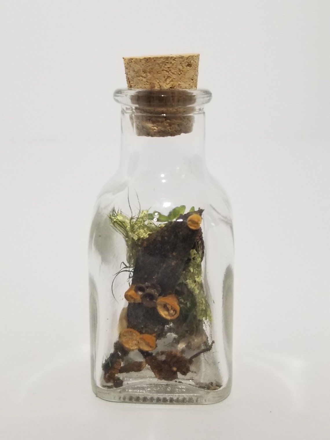 Tiny Jars Oddity Decor Bones in Jar Terrarium Curio | Etsy