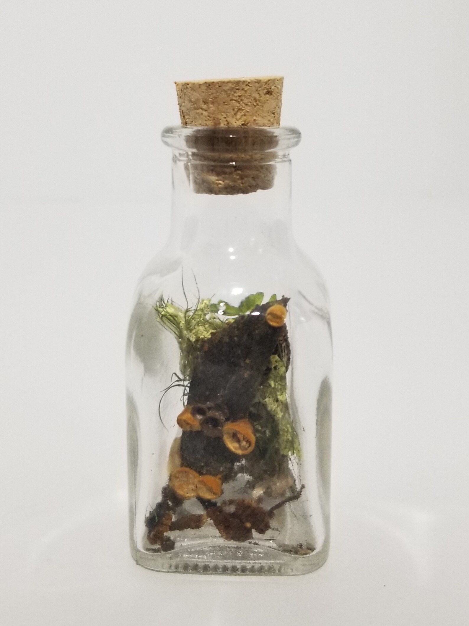 Tiny Jars Oddity Decor Bones in Jar Terrarium Curio | Etsy