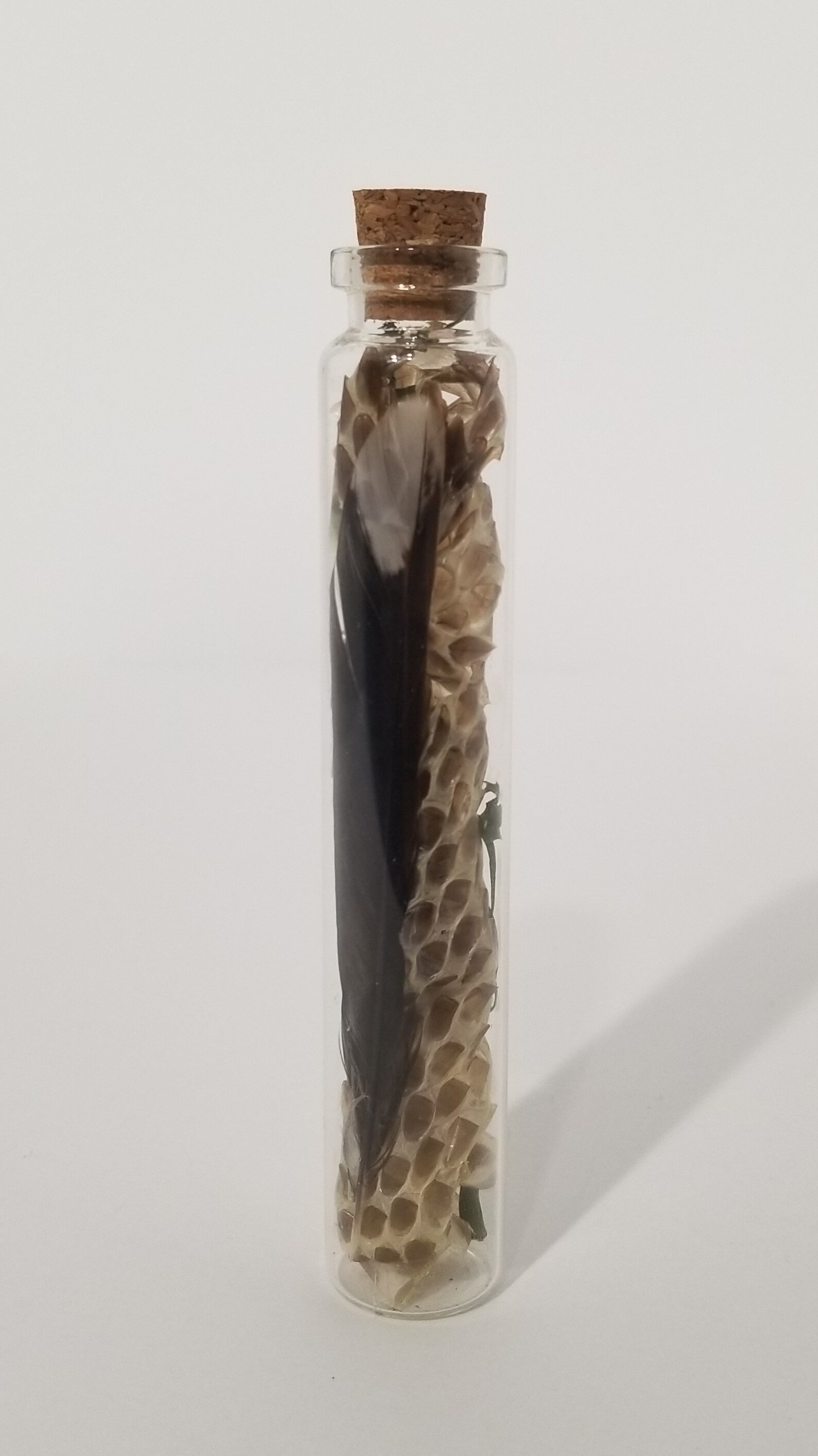 Tiny Jars Oddity Decor Bones in Jar Terrarium Curio | Etsy