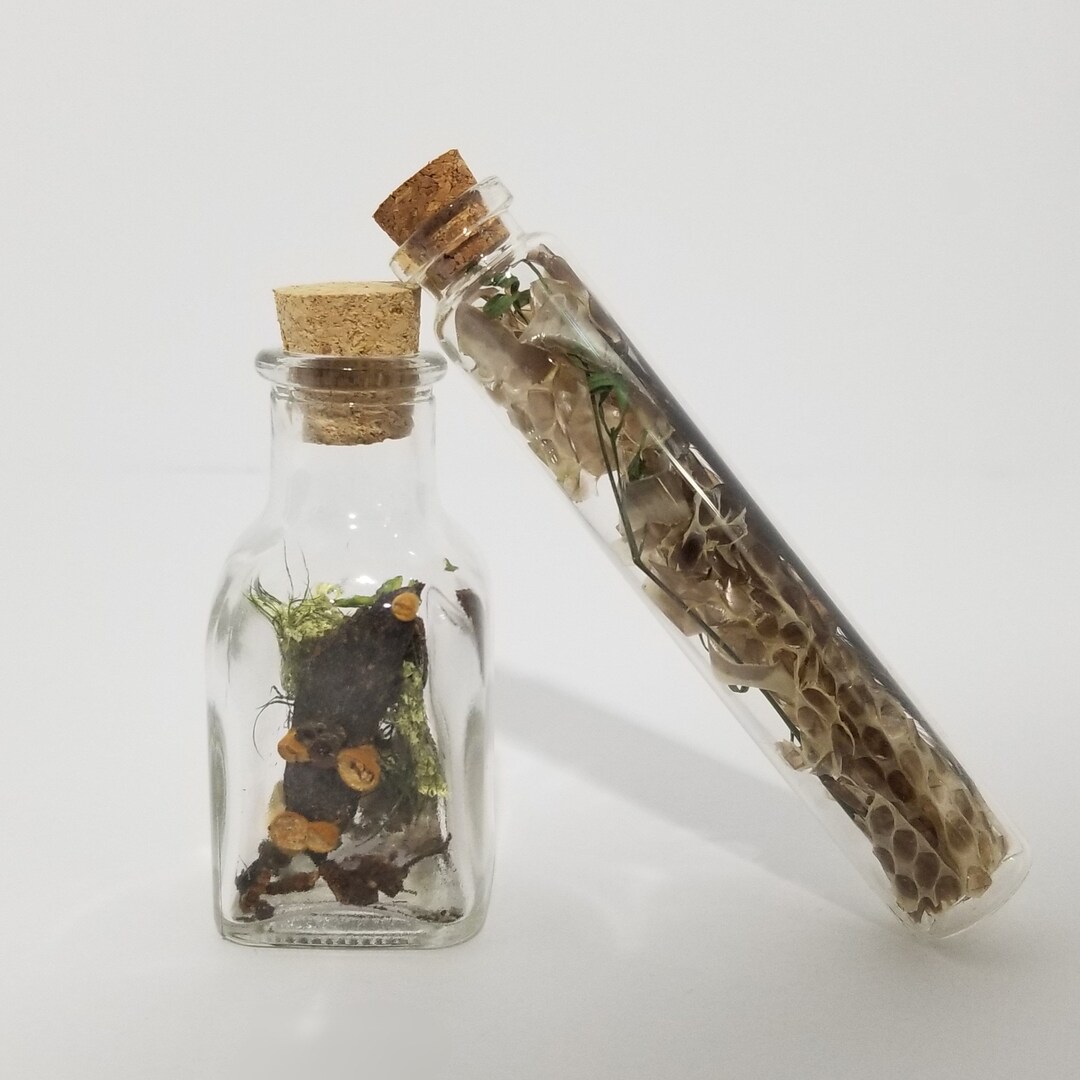 Tiny Jars, Oddity Decor, Bones in Jar, Terrarium, Curio Cabinet ...