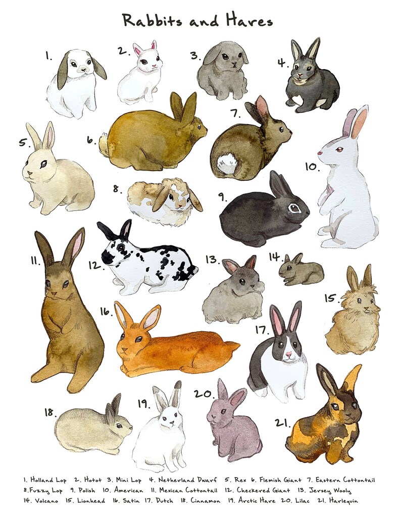 Rabbits and Hares Chart Print | Etsy