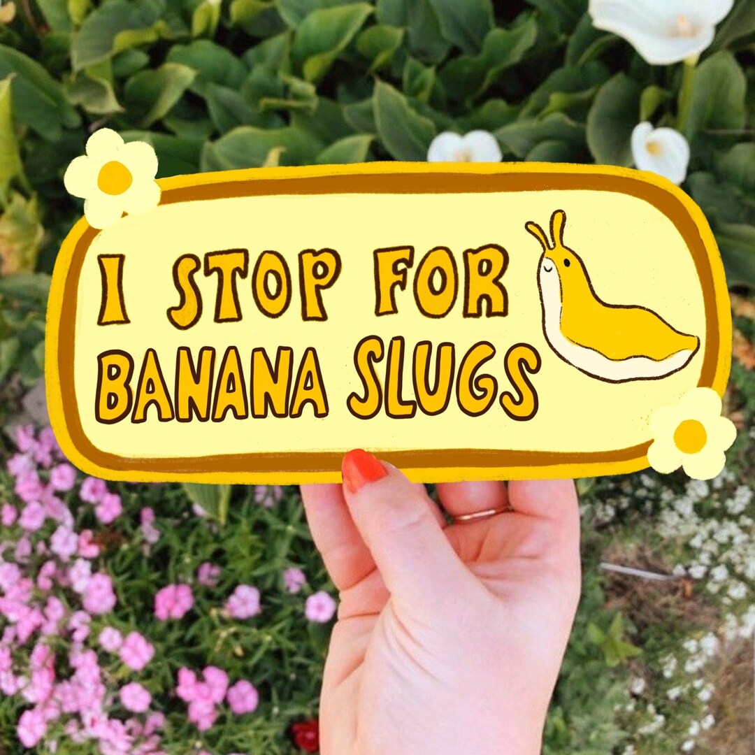 I Stop for Banana Slugs Bumper Sticker Funny Humboldt Santa Cruz ...