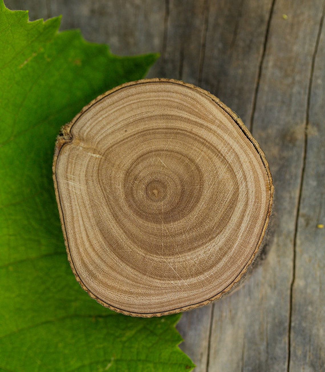Natural Sanded Olive Wood Slices Round Wooden Chips Discs for - Etsy UK
