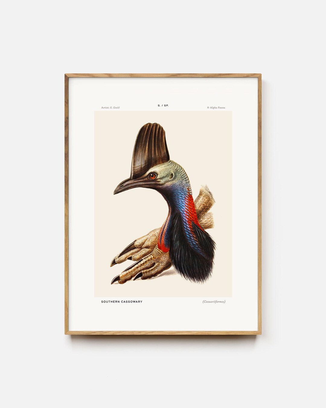 Southern Cassowary Portrait Art Print - Etsy