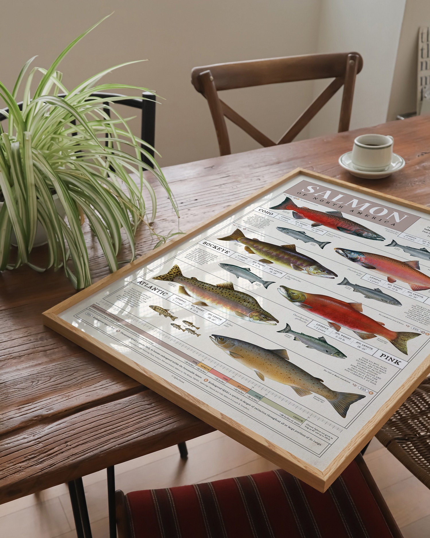 Salmon of North America Art Print / Wildlife Species Educational Poster ...