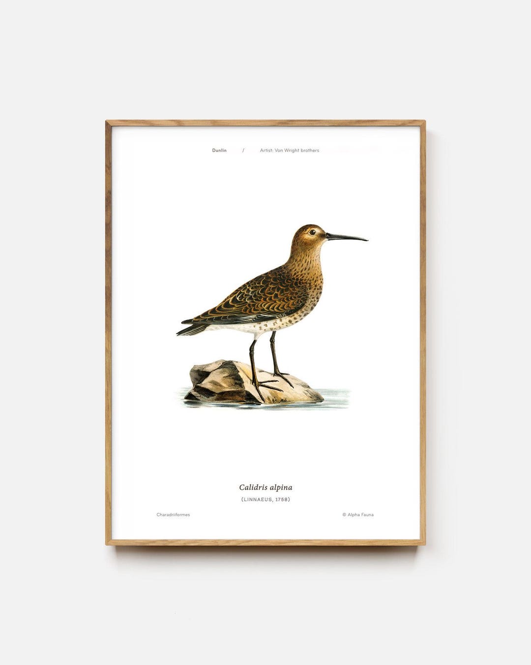 Dunlin Art Print - Etsy