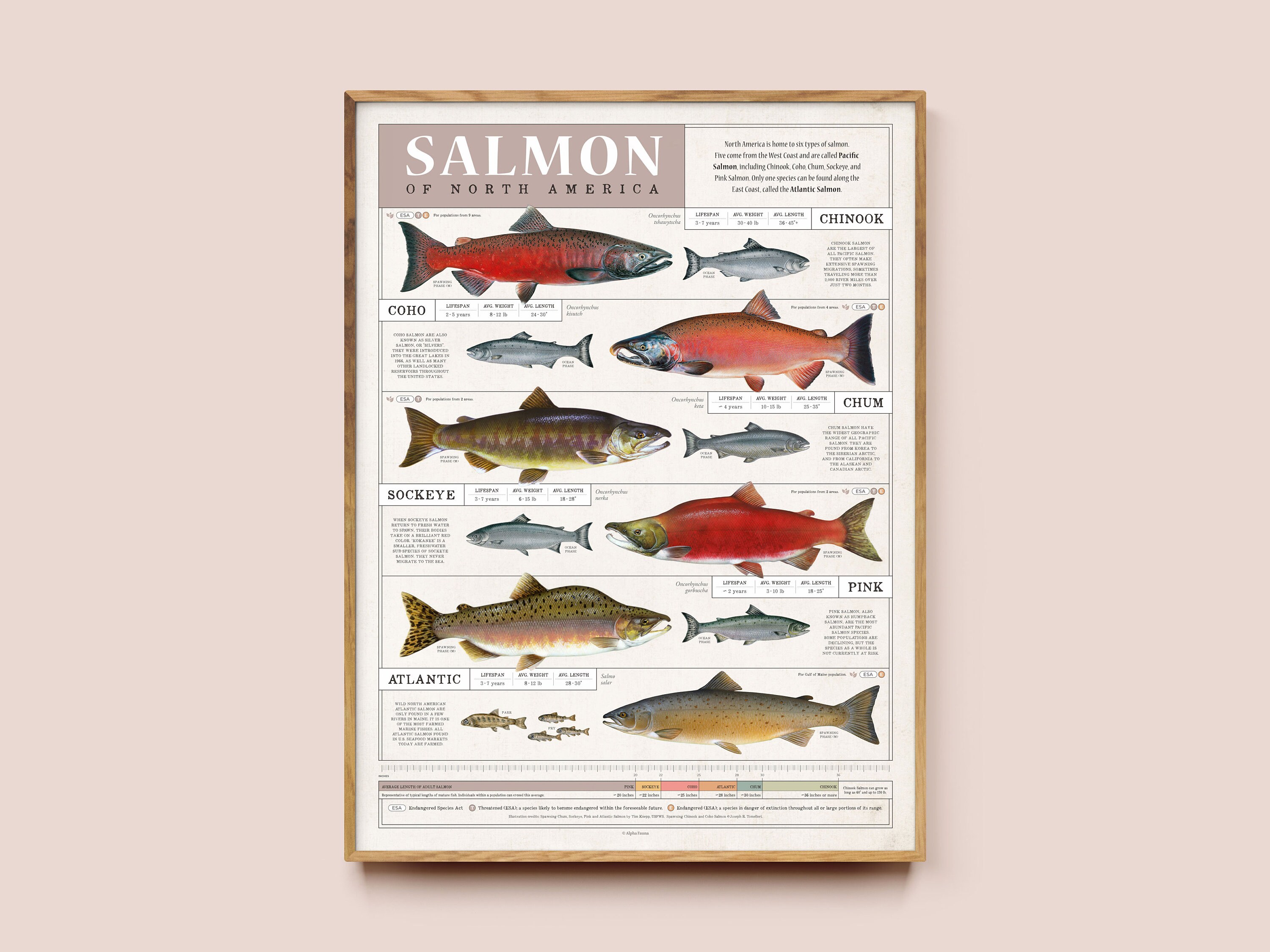 Salmon Fish Print, Fishing Poster Gift for Fisherman, Fish Wall Art ...