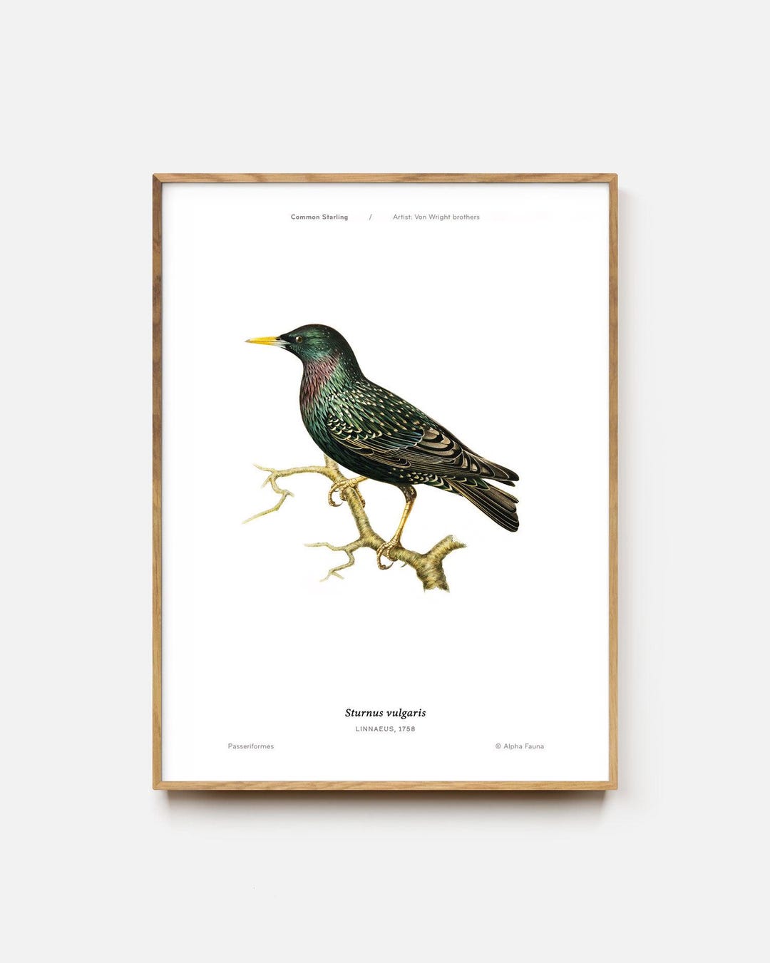 Common Starling Art Print - Etsy