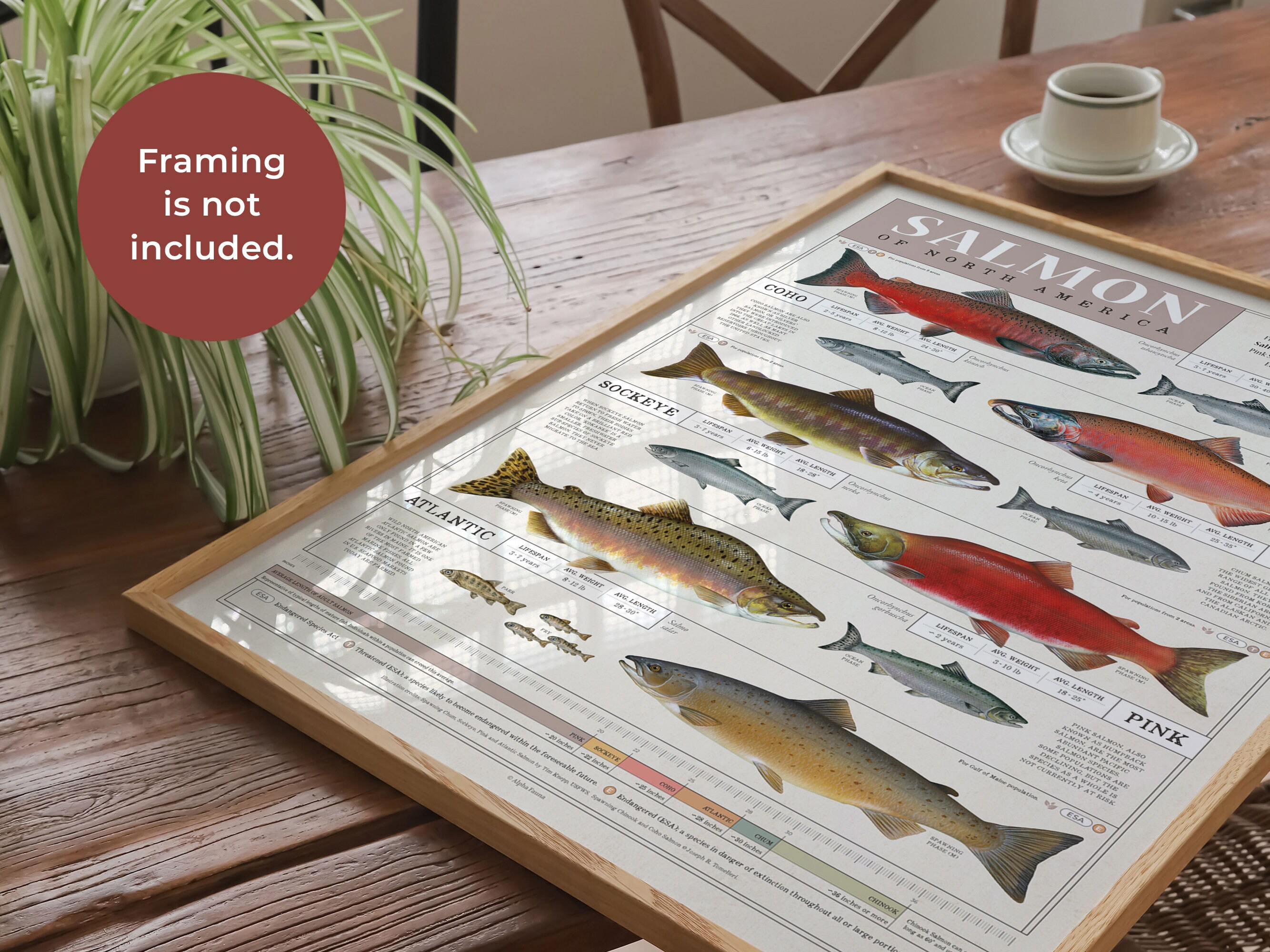 Salmon Fish Print, Fishing Poster Gift for Fisherman, Fish Wall Art ...