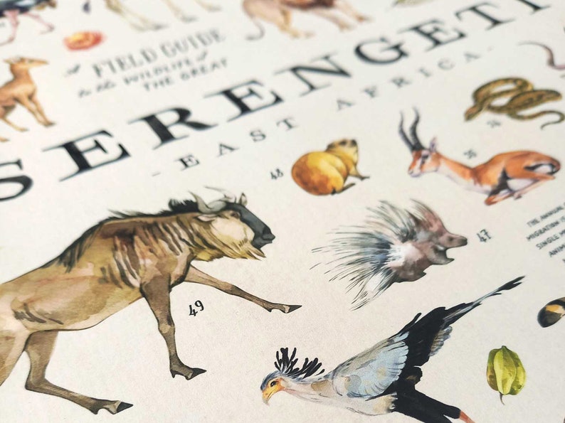 Safari Animals Field Guide Art Print, Wildlife Print of Serengeti ...