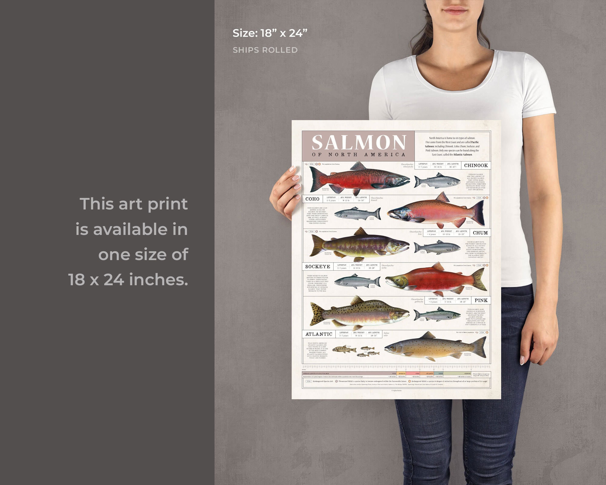 Salmon of North America Art Print / Wildlife Species Educational Poster ...