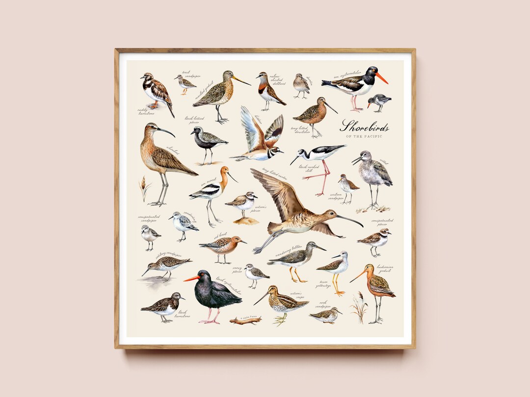 Shorebirds of the Pacific Art Print, Watercolor Bird Print, Birds Field ...