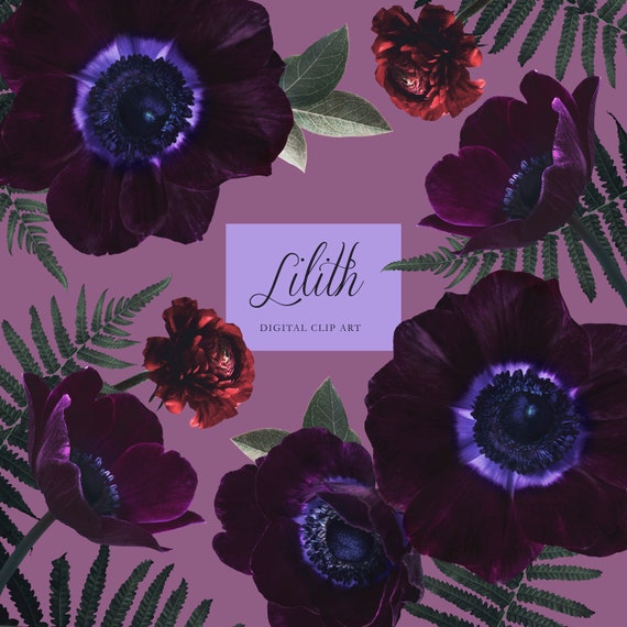 Lilith Floral Clip Art Anemone Clipart Dark Anemones | Etsy