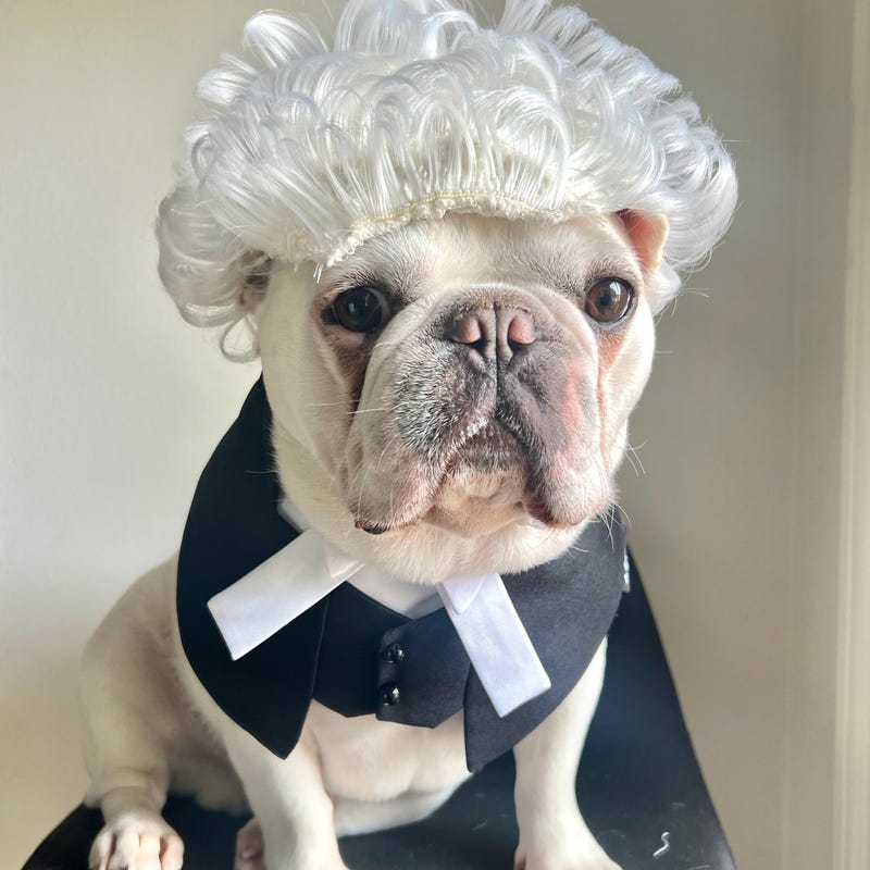 Funny Law Halloween Costume - Etsy