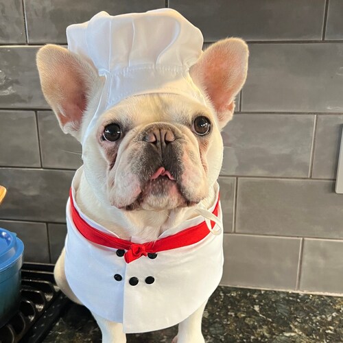 Halloween Chef Dog Cat Pet Costume Kitchen Helper Assistant - Etsy