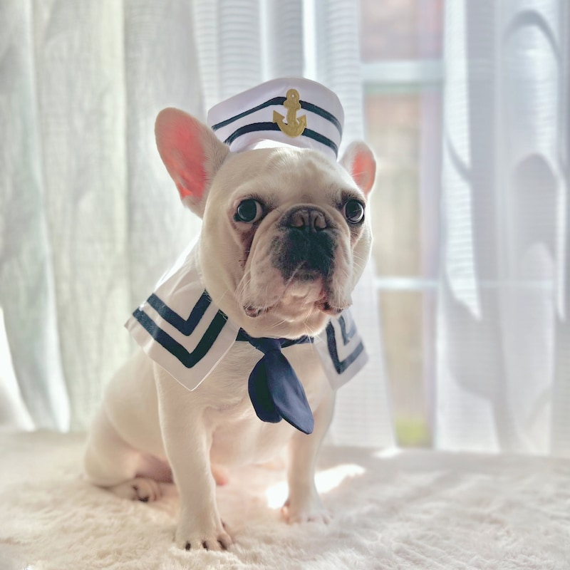 Sailor Captain Dog - Etsy