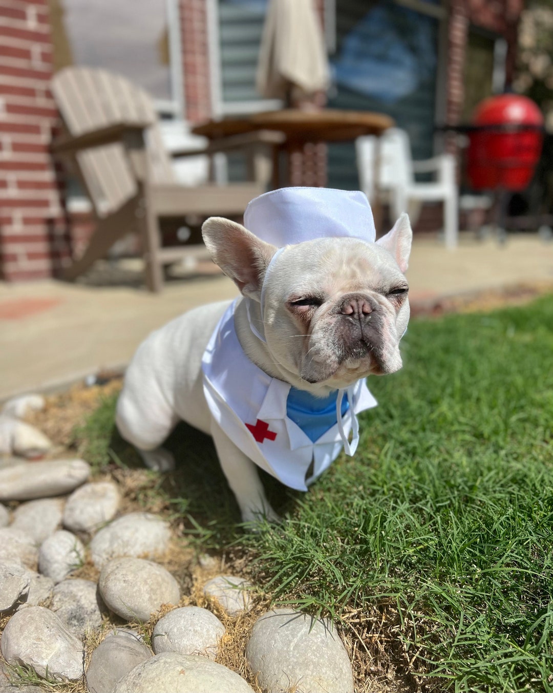 Dog Cat Pet Doctor Nurse Practitioner Surgeon Veterinarians Bandana Bib ...