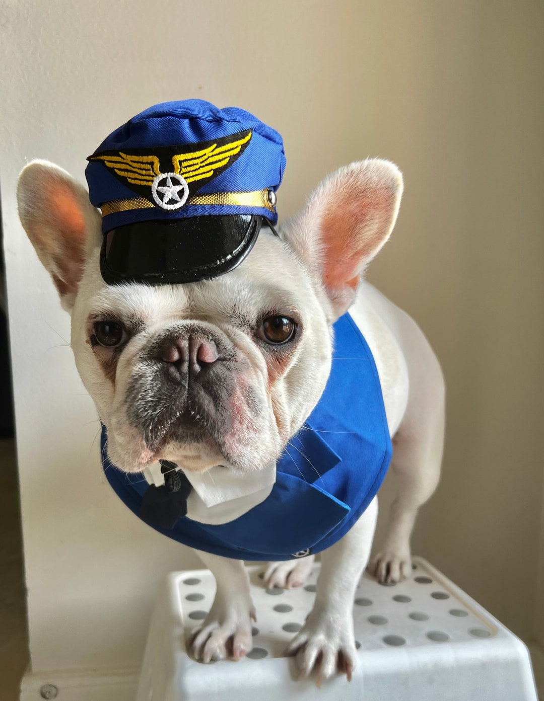 Dog Cat Pet Pilot Bandana Bib, Halloween Dress up Photo Costume, Fly ...