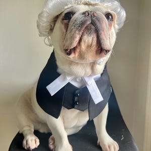 Dog Cat Pet Regal Barrister Lawyer Bandana Bib With Lawyer Wig ...