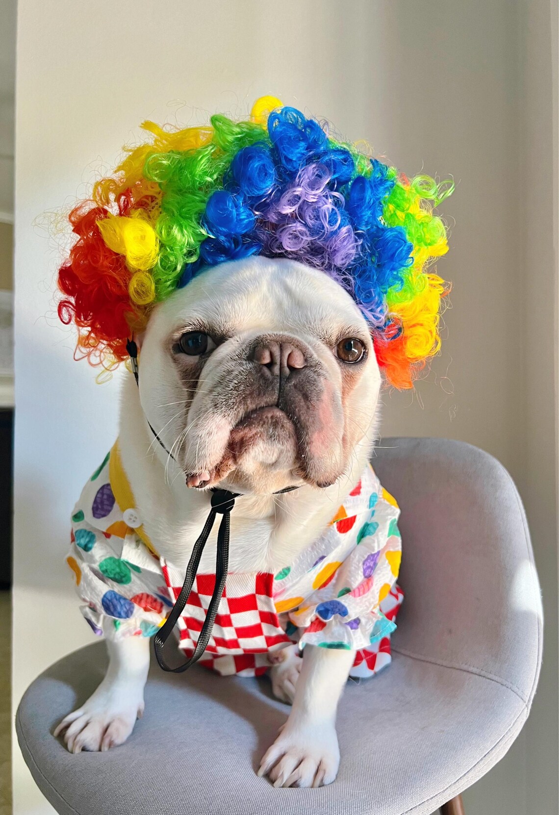Halloween Carnival Clown Pup Pet Dog Cat Costume, Circus Theme Dress Up ...