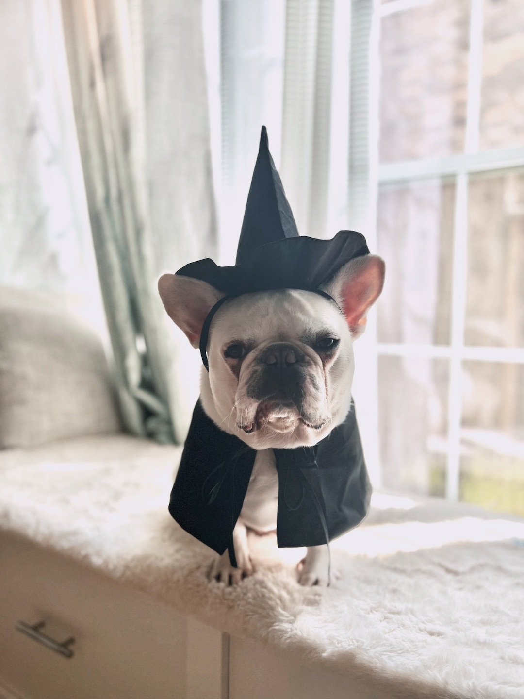 Halloween Dog Cat Pet Costume, the Witch High Top Hat and Bandana Cape ...