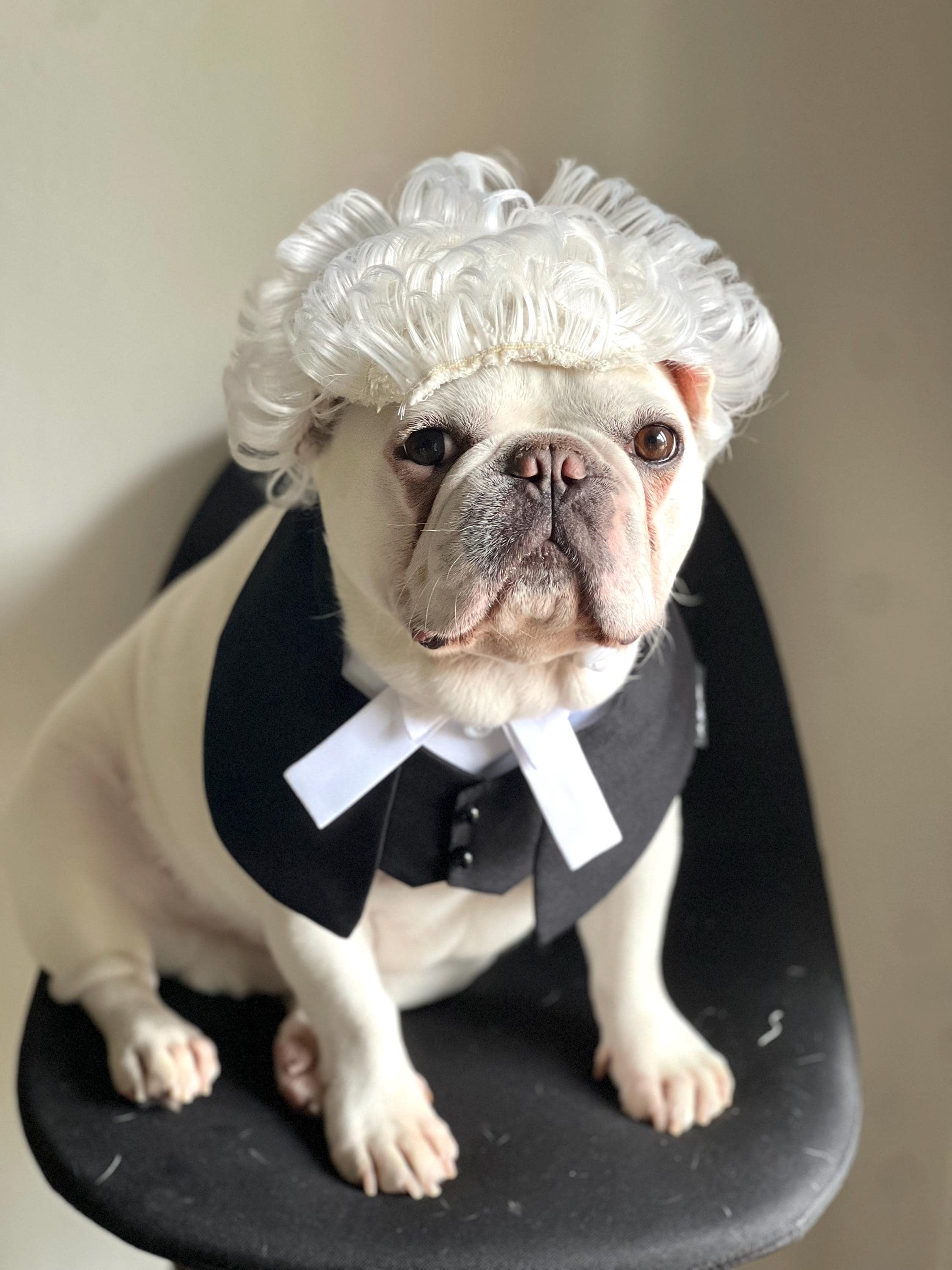Dog Cat Pet Regal Barrister Lawyer Bandana Bib With Lawyer Wig ...