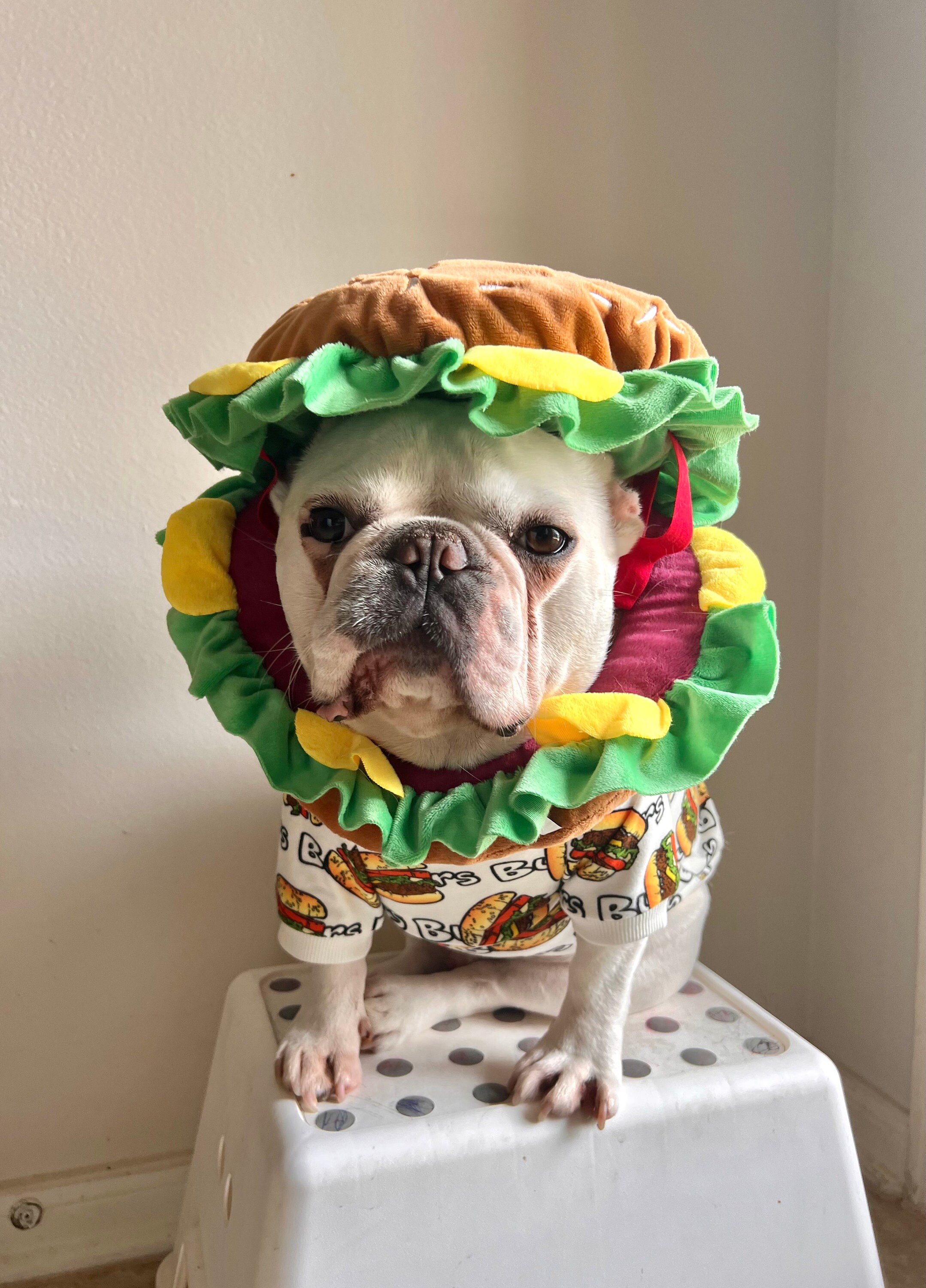 Pet Halloween Photo Costume, Dog Cat Burger Mascot Hat, Party American ...