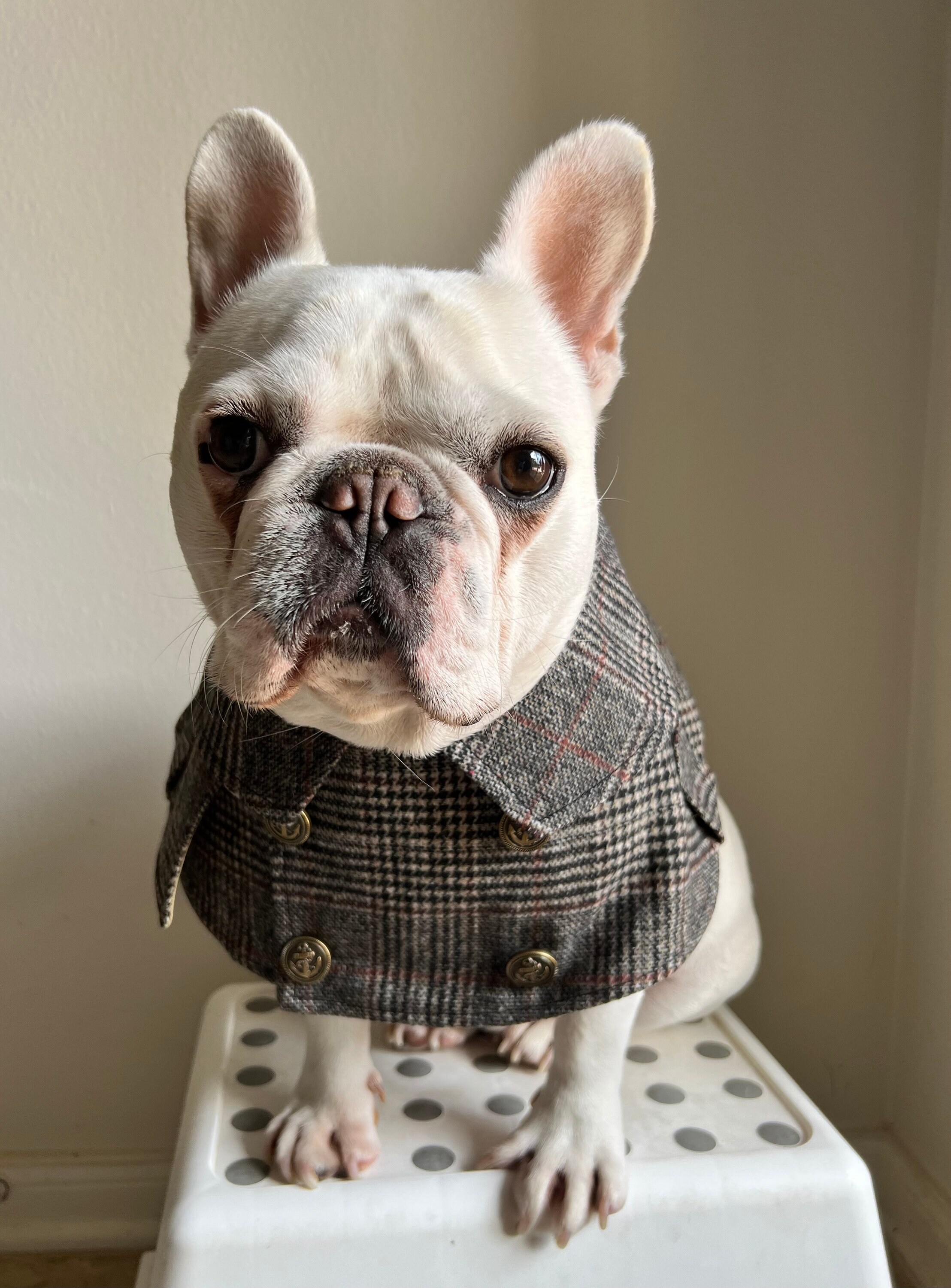 Dog Cat Pet Inverness Cape Bandana Bib, Halloween Dress up Photo ...