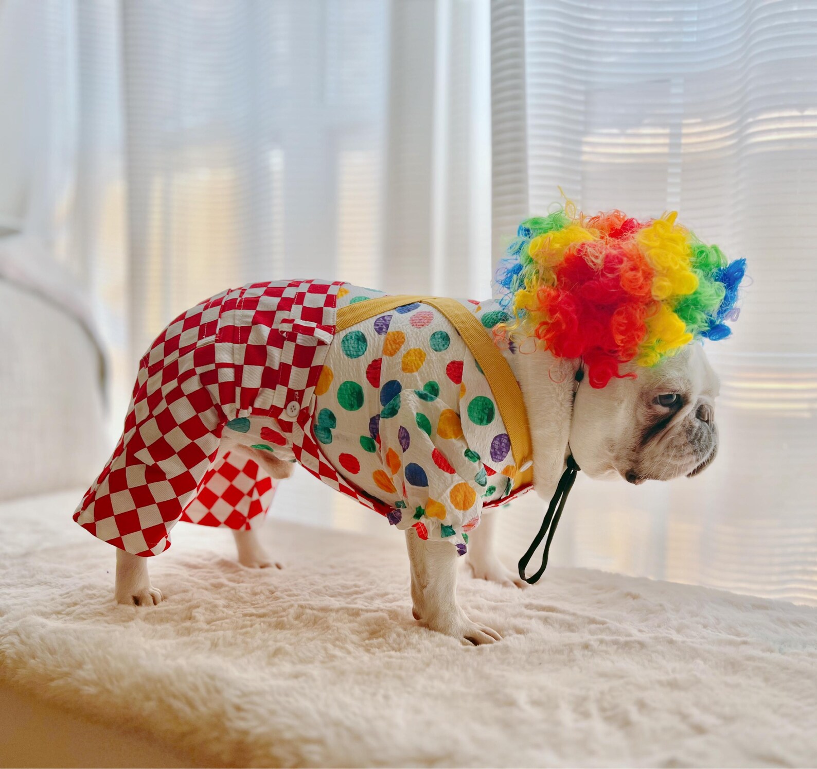 Halloween Carnival Clown Pup Pet Dog Cat Costume, Circus Theme Dress Up ...