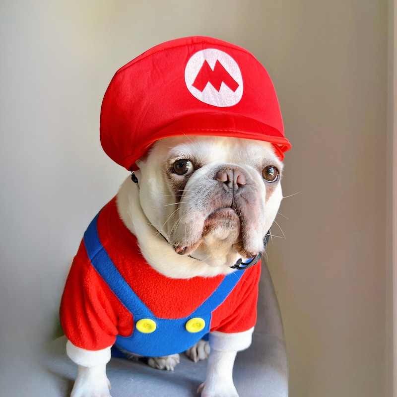 Pitbull Costume - Etsy