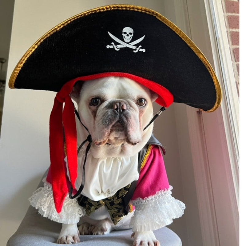 Pirate Boat Dog Costume - Etsy Canada