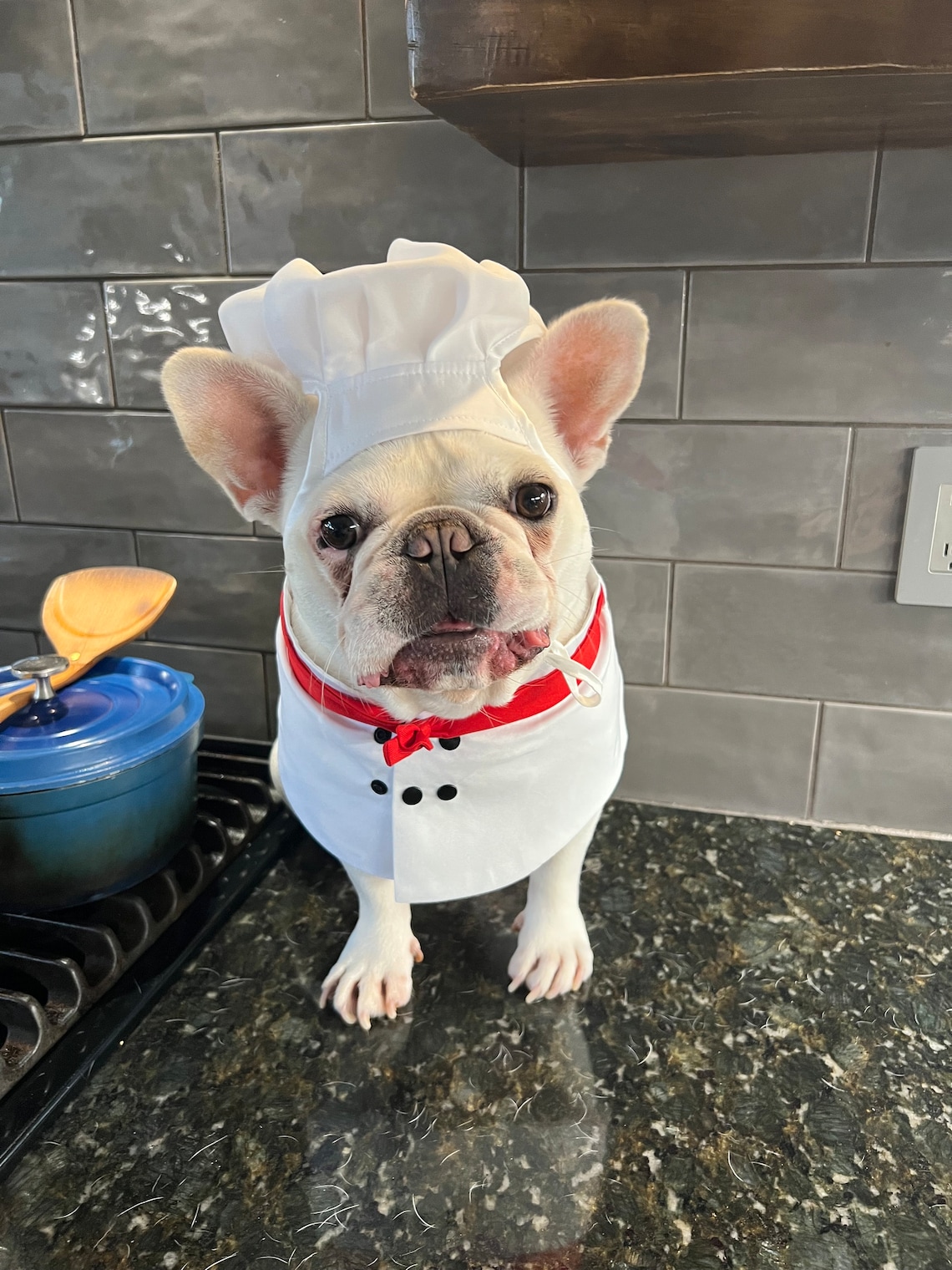 Halloween Chef Dog Cat Pet Costume Kitchen Helper Assistant - Etsy