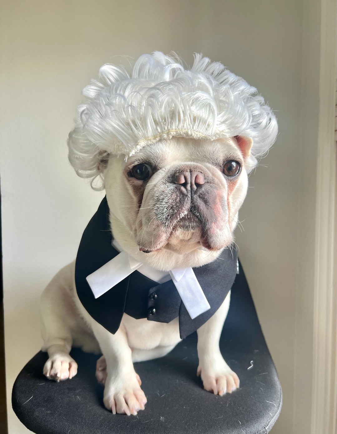 Dog Cat Pet Regal Barrister Lawyer Bandana Bib With Lawyer Wig ...