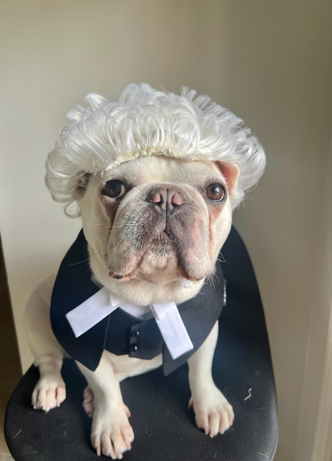 Dog Cat Pet Regal Barrister Lawyer Bandana Bib With Lawyer Wig ...