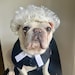 Dog Cat Pet Regal Barrister Lawyer Bandana Bib With Lawyer Wig ...