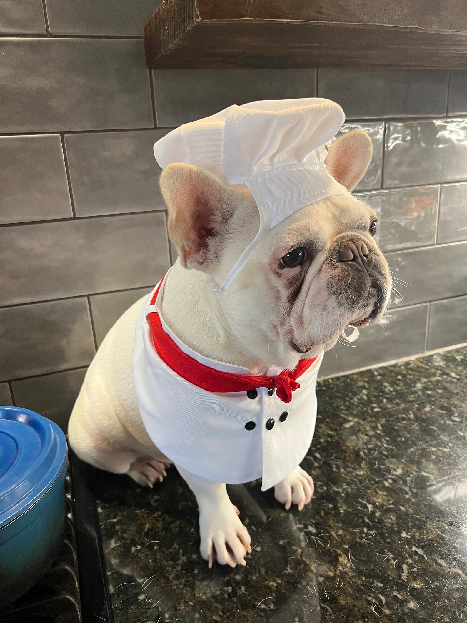 Halloween Chef Dog Cat Pet Costume Kitchen Helper Assistant - Etsy