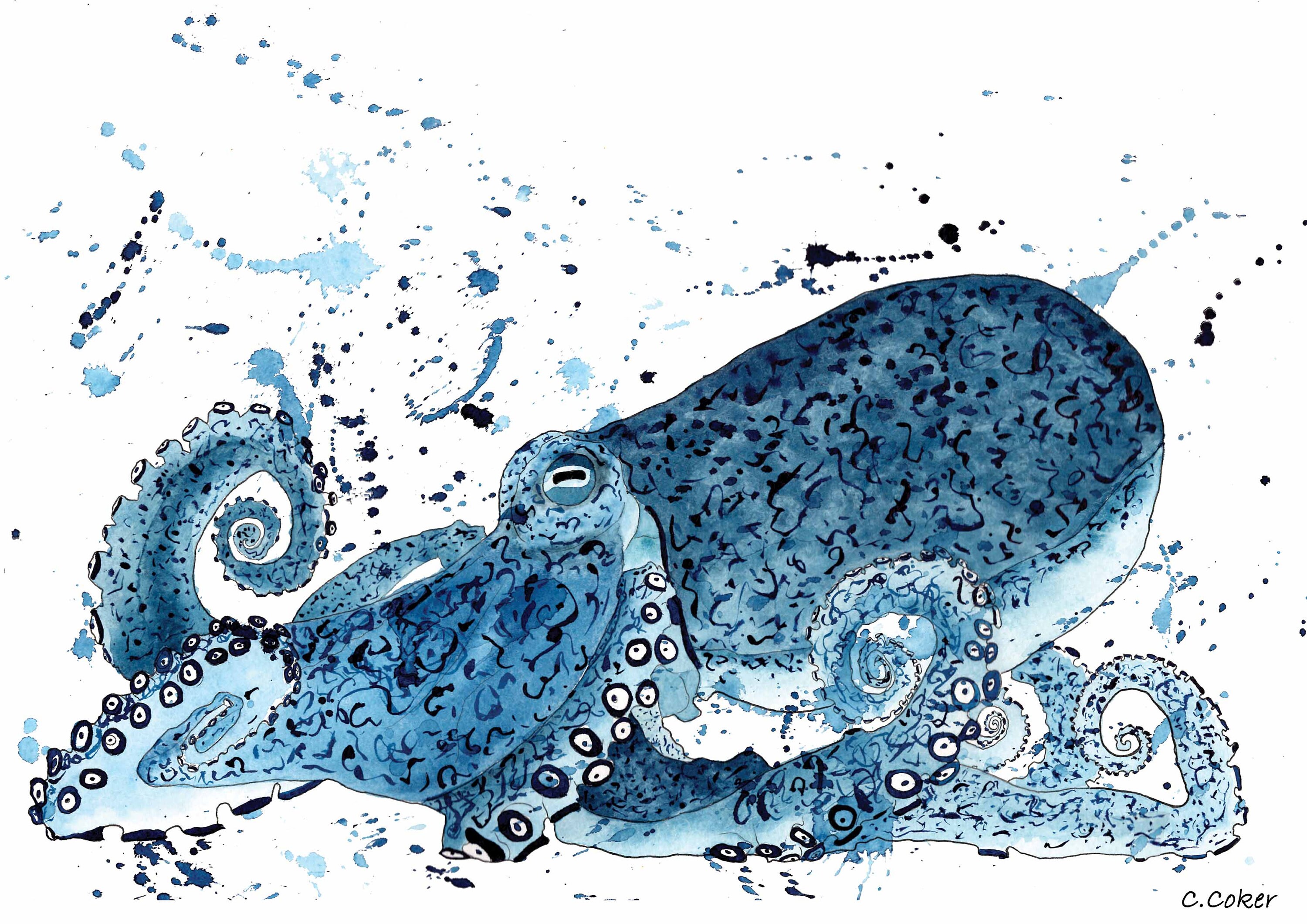 Unframed Octopus Print A4 and A3 Sizes Available Octopus Octopus Art ...