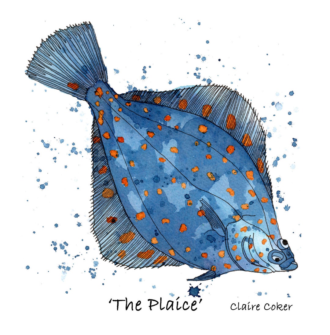 Unframed Plaice Print - Etsy