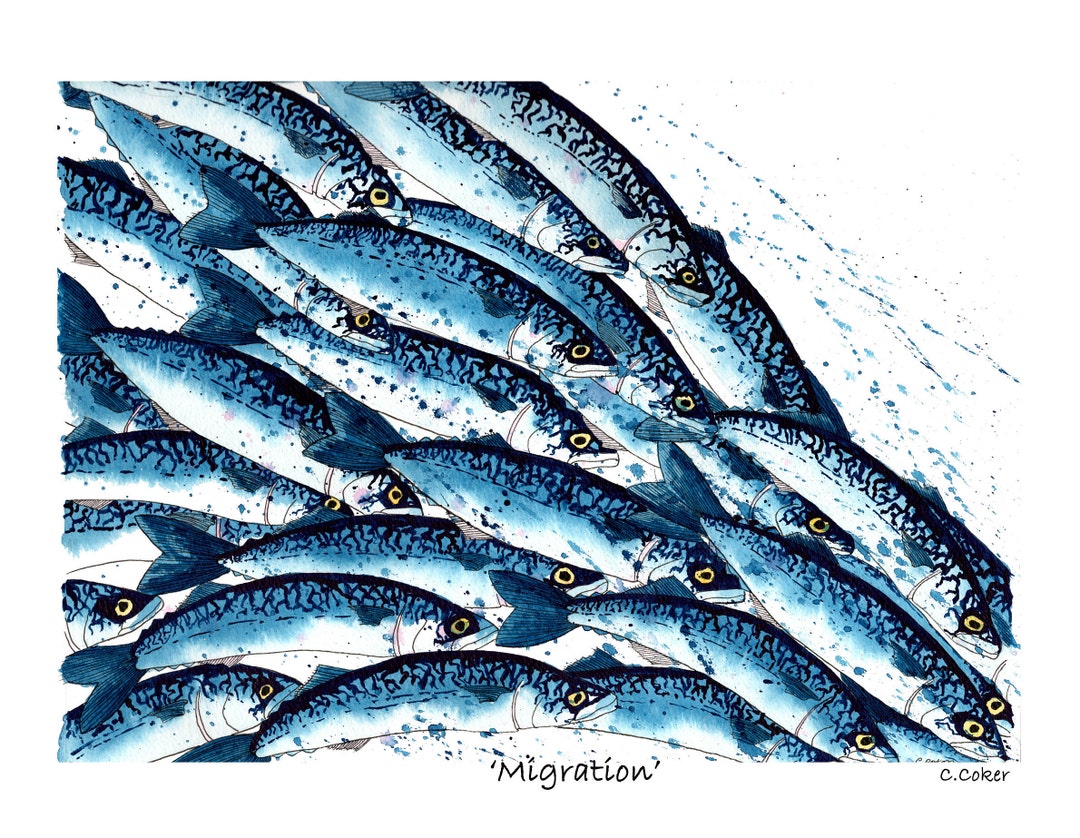 Unframed Migration of Mackerel - Etsy UK
