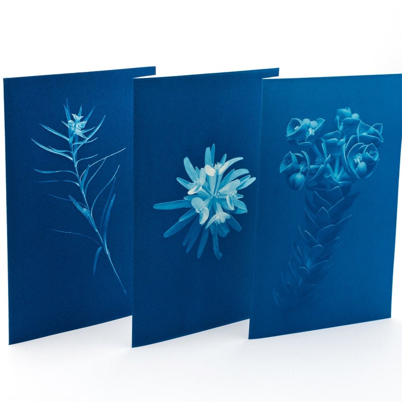 Cyanotype Cards - Etsy UK