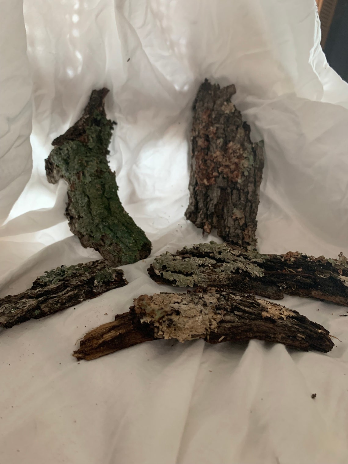 Lichens on Tree Bark/ Crafts and Terrariums - Etsy