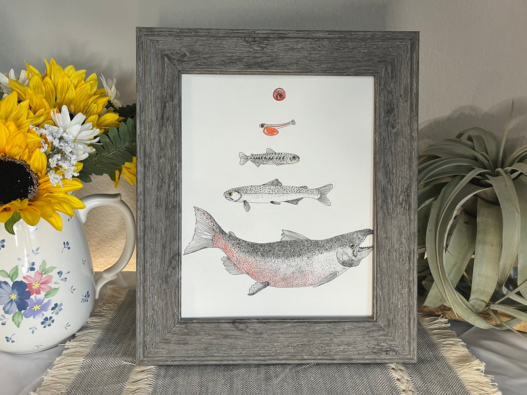 Chinook Salmon Life Cycle 8x10 Fine Art Print - Etsy