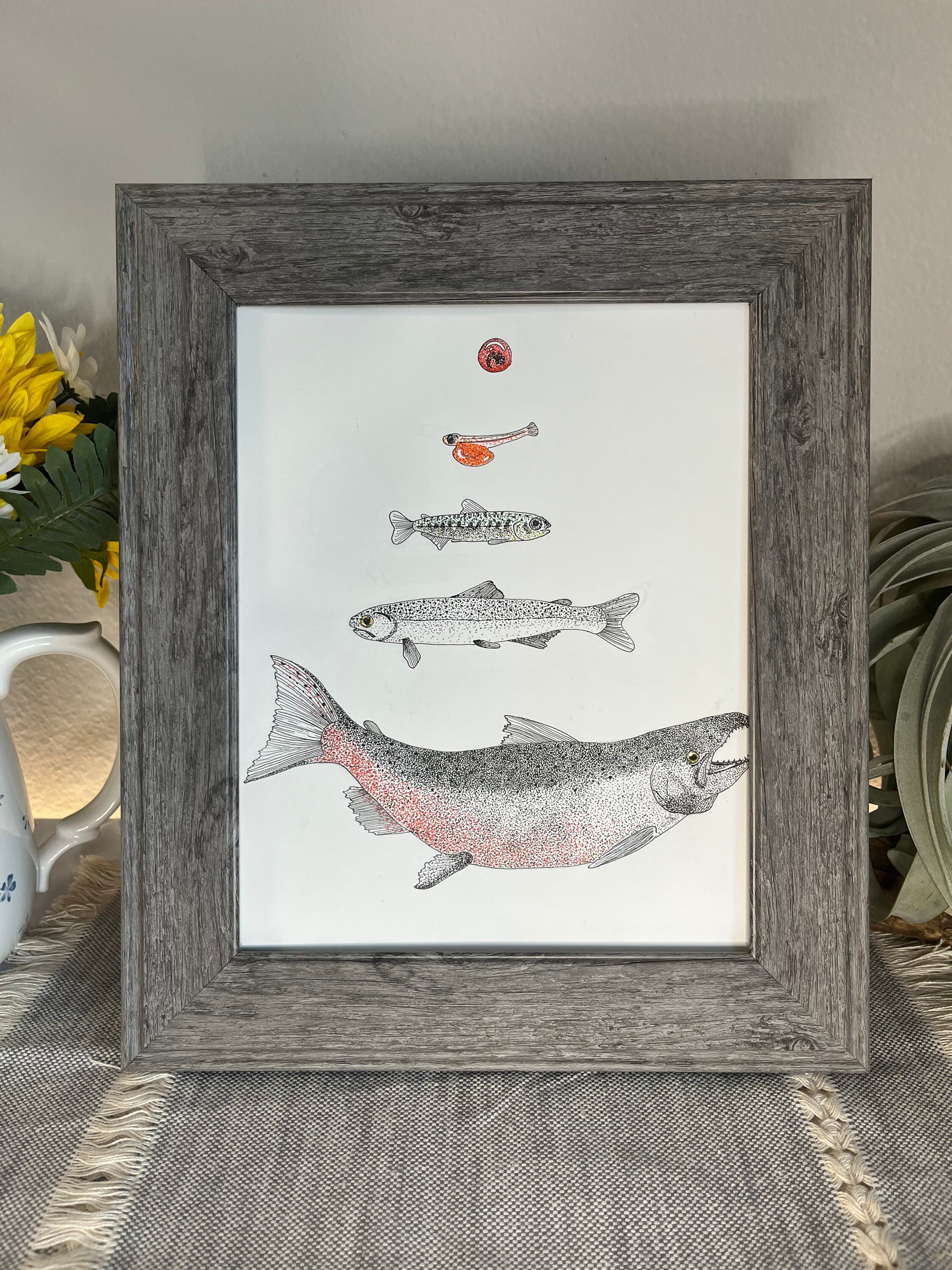 Chinook Salmon Life Cycle 8x10 Fine Art Print - Etsy