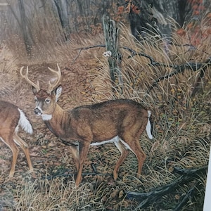 New Arrival by Terry Doughty Wildlife Print Circa. 1996 - Etsy