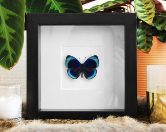Framed Metallic Blue Taxidermy Butterfly Euptychia Cephus - Etsy