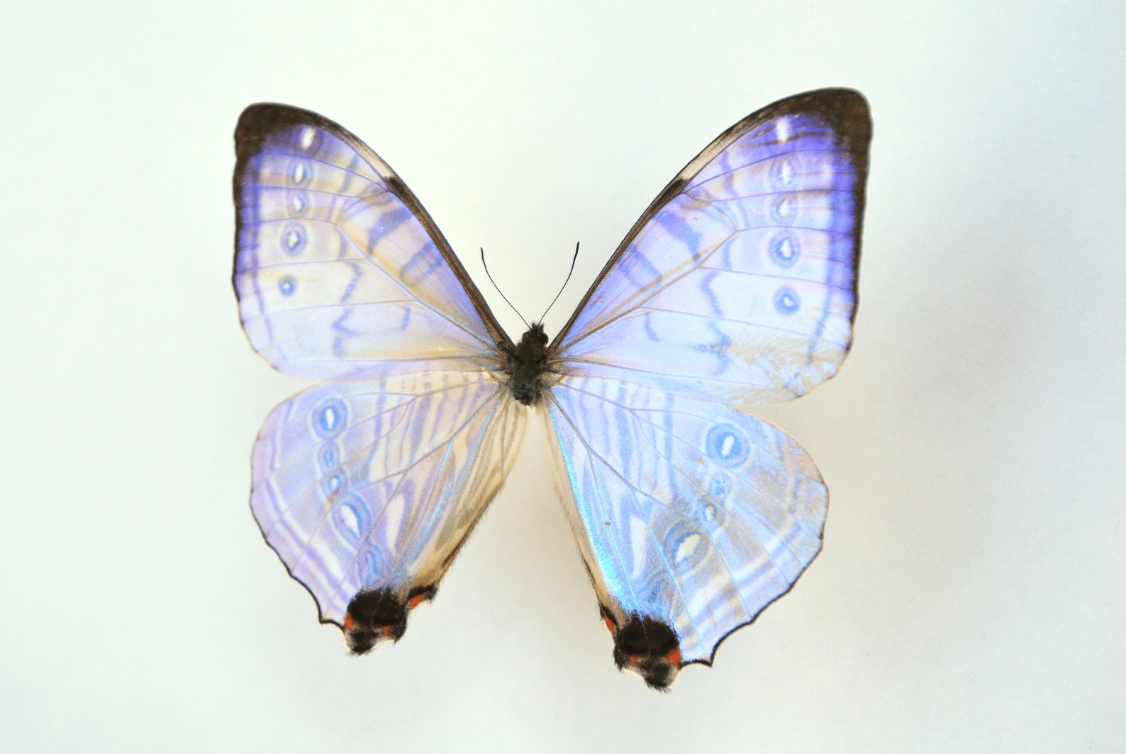 Deluxe Framed Morpho Sulkowski Butterfly - Etsy