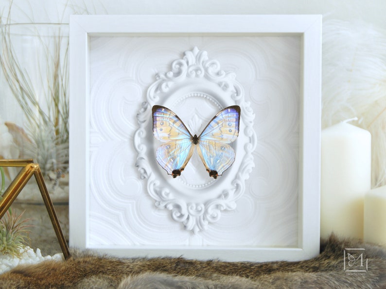 Deluxe Framed Morpho Sulkowski Butterfly - Etsy